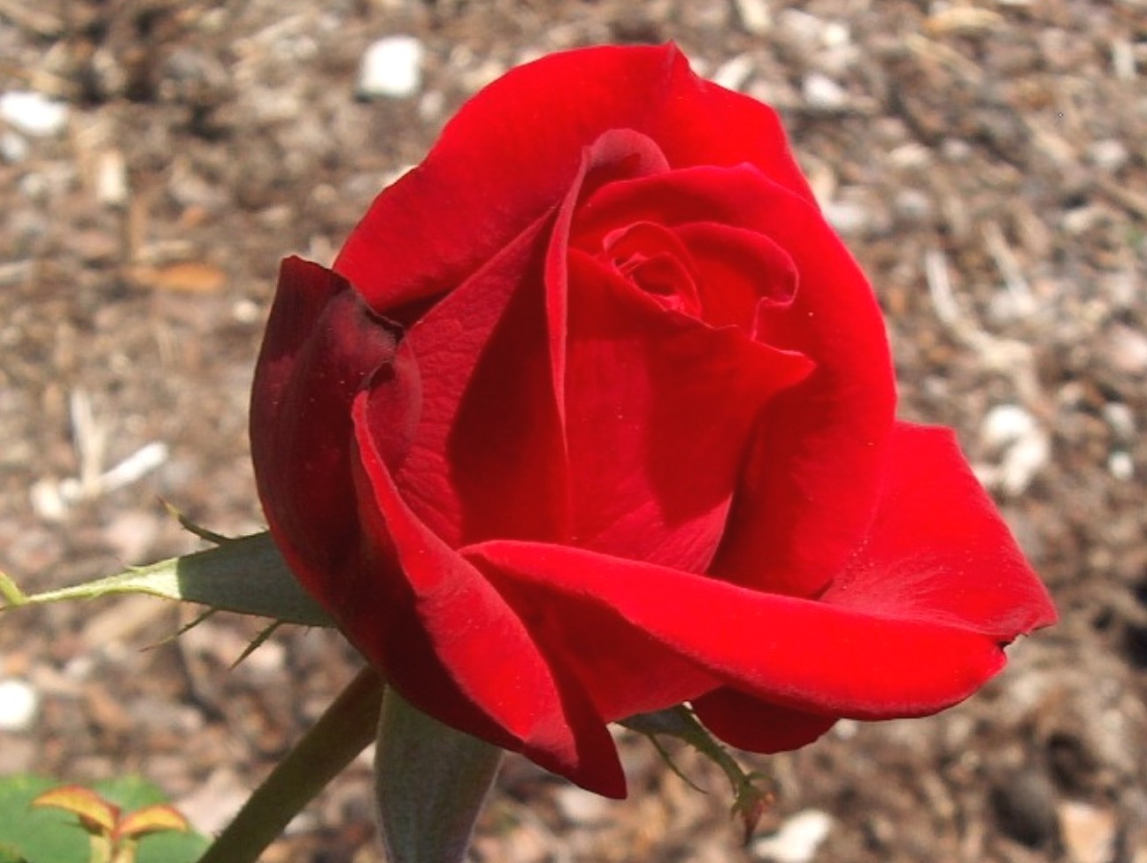 Online Plant Guide Rosa Olympiad Olympiad Rose